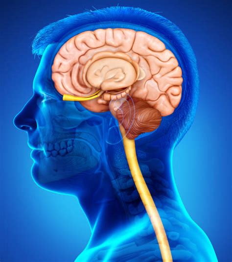 80 項abducens Nerve 圖片照片檔、圖片和免版稅影像 Istock