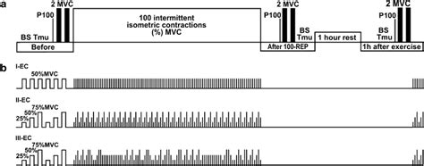 Experimental Protocol A Schematic Representation Of The Experimental