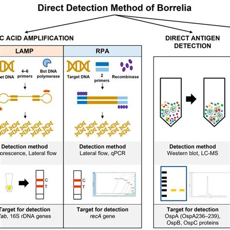 Direct Detection Method Of Borrelia Using Isolated Genetic Material And