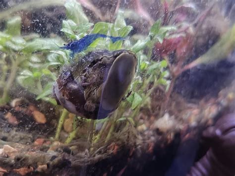 Snail Cleanup Duty Rshrimptank