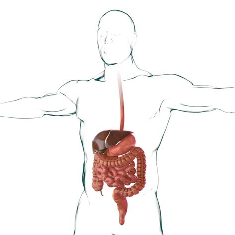 Human Digestive System Without Labels