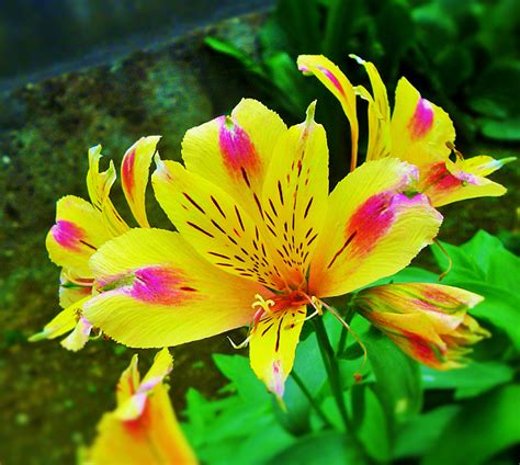 アルストロメリアキイサバ ちょうさんの花のブログ