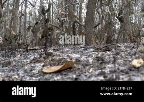 Charred Grass Stock Videos And Footage Hd And 4k Video Clips Alamy