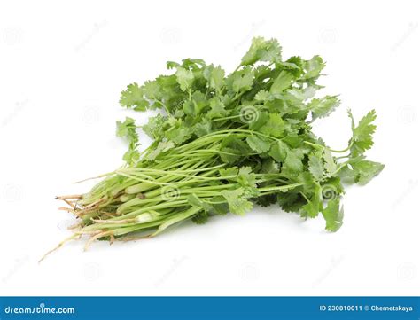 Bunch Of Fresh Coriander On White Background Stock Image Image Of