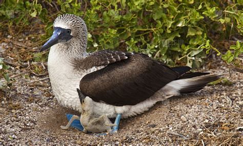 蓝脚鲣鸟妈妈和小鸡