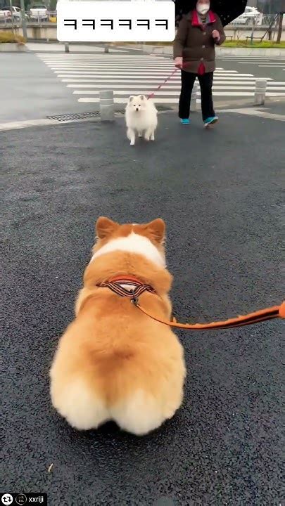 웰시코기엉덩이귀여운 Youtube