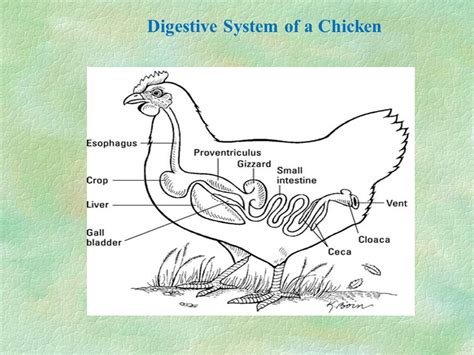 Chicken Digestive System Diagram