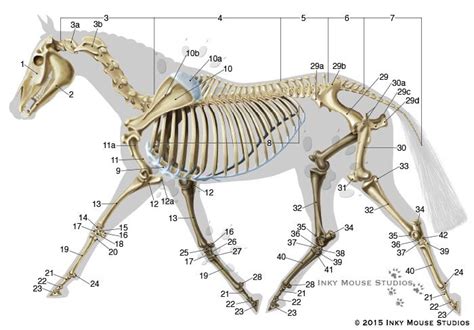 Equine Skeletal Anatomy Chart Horse Anatomy Horse Bones Skeleton