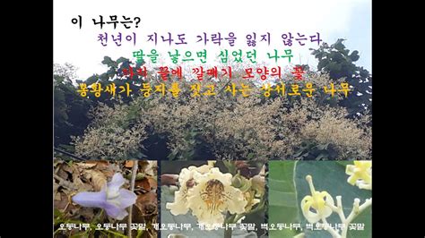 오동나무 Korean Paulownia 개오동나무 벽오동나무 Youtube