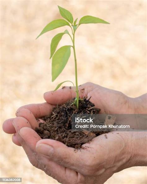 친환경 바이오 아 버 Csr Esg 생태계 조 림 개념의 세계 환경의 날 재발견 아버지와 딸 아이의 손의 이미지는 토양에 나무를
