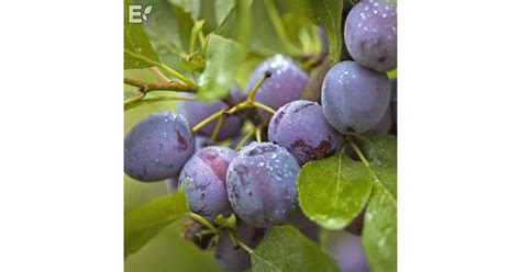 Plommon Opal Prunus Cerasifera 150 180 Cm E Planta
