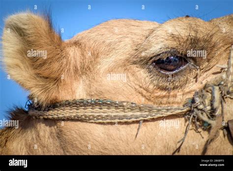 Camel Eyelids