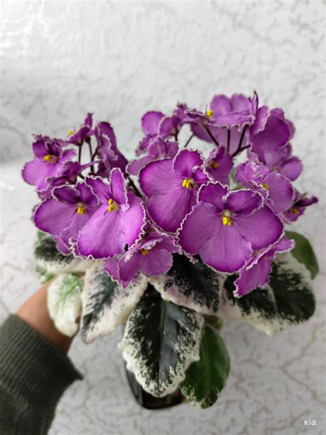 Олена Кікоть