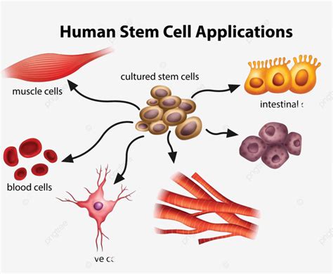 Human Stem Cell Applications Blood Cells White Stem Cell Vector Blood Cells White Stem Cell
