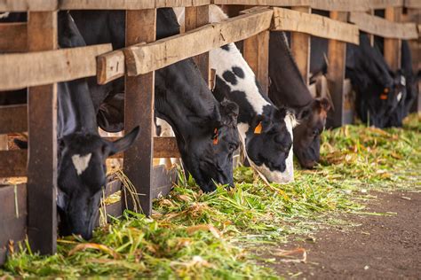 Food Security And The Future Of Agriculture In Rwanda Kt Press