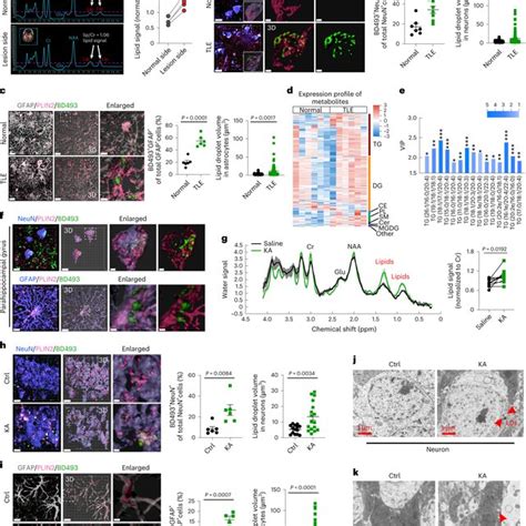 Astrocyte Specific Knockout Of Apoe Blocked Lipid Accumulation In