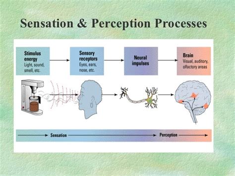 1 Perceptual Process
