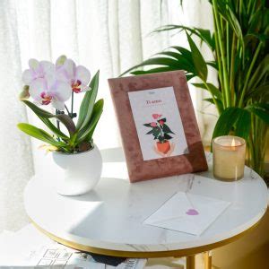 Vendita Orchidee Online In Tutte Le Colorazioni Lezio It