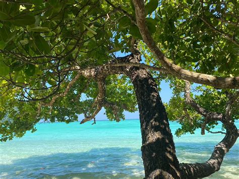 🌳ใต้ร่มเงา ของพรรณไม้ป่าชายหาด ต้นกระทิง หรือ สารภีทะเล หมู่เกาะ