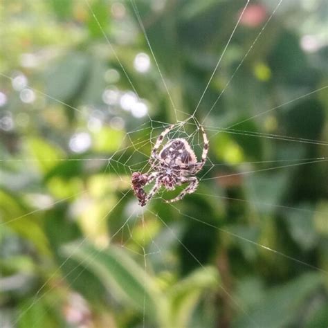 Premium Photo Spider With Spiderweb