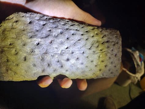 Stigmaria Fossil Rfossilhunting