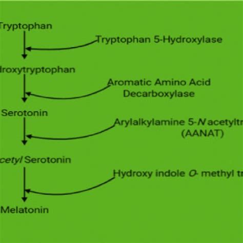 Chemical Structure Of Phytomelatonin Download Scientific Diagram
