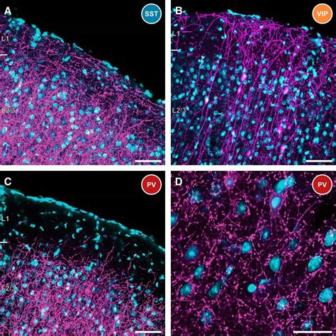 Brain Wide Maps Of Synaptic Input To Cortical Interneurons Max Planck Neuroscience