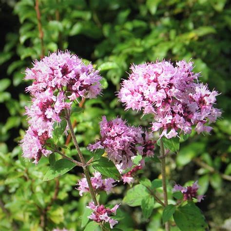 Gewöhnlicher Dost | Gewöhnlicher Dost (Origanum vulgare) (c)… | Flickr