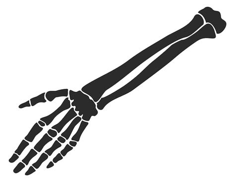 Premium Vector | Skeleton hand human bone structure medical anatomy