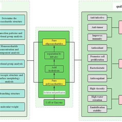Related Applications Of Oligosaccharides Download Scientific Diagram