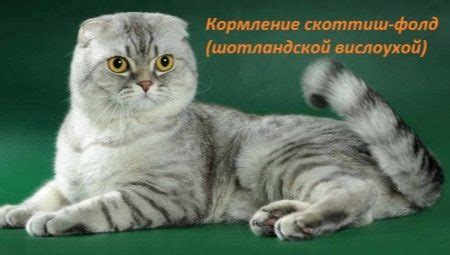 Корм для шотландских вислоухих кошек: можно ли кормить котенка сухим ...