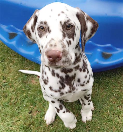 Dalmatian Puppies For Sale Pennsylvania Avenue Los Angeles Ca 255211