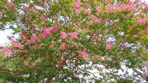 百日紅をサルスベリと読ませるのは何故か 茶堂