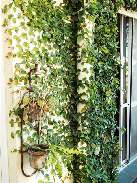 13 Tipos De Enredaderas Para Decorar Cada Pared De Tu Casa