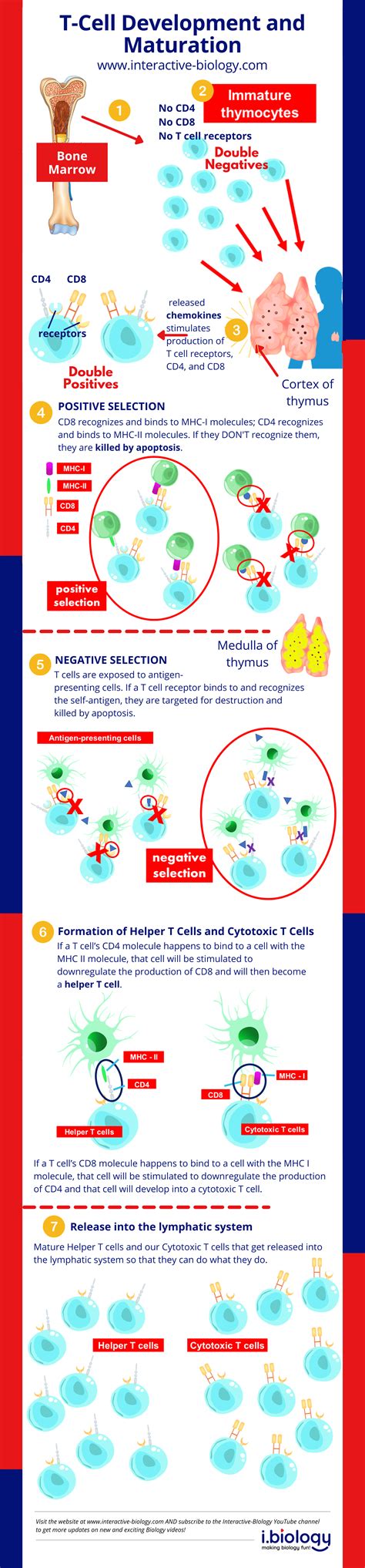 T Cell Development And Maturation Interactive Biology With Leslie Samuel