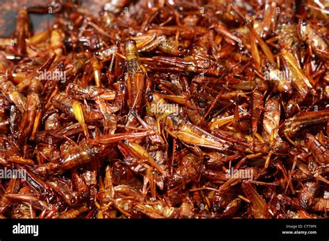 Fried Cockroach