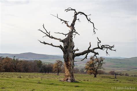 The Sessile Oak Of Mercheasa Lajosfarkas