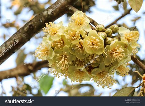 2 424 Flower Durian White Background Images Stock Photos Vectors Shutterstock