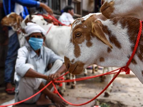 Bakri Eid Confusion Persists Over Animal Sacrifice Guidelines