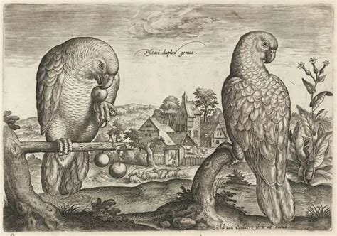 Adriaen Collaert Two Grey Red Tailed Parrots Picture Color Codes