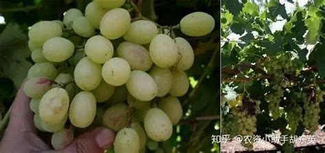 葡萄提子日灼症状增甜防裂用什么叶面肥好靓果防晒用金泰靓 知乎