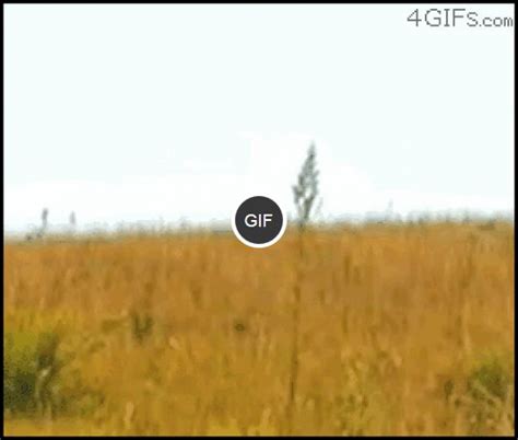 Polowanie ChoZoba pl śmieszne obrazki gify filmy zdjęcia memy