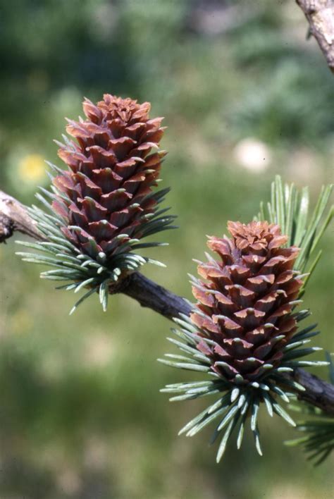 Balsam Fir The Morton Arboretum