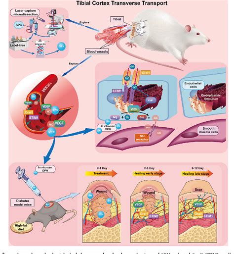 Figure 6 From Tibial Cortex Transverse Transport Regulates Orai1 Stim1