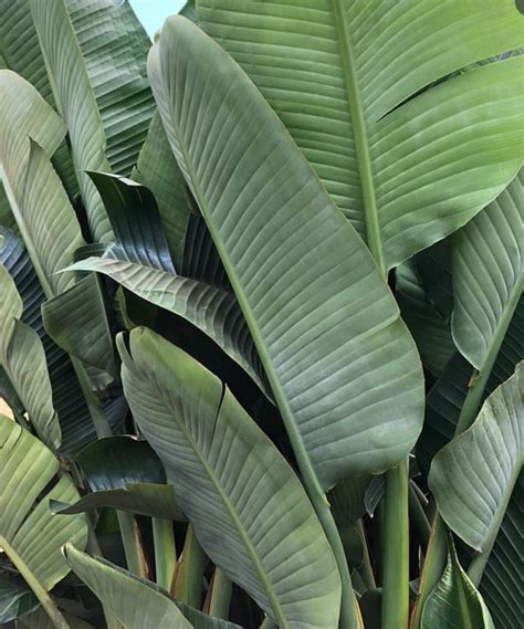 Strelitzia Nicolai Giant Bird Of Paradise Little Leaves And A Nursery