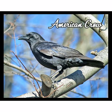 Bird Series 07 American Crow Night Light Designs