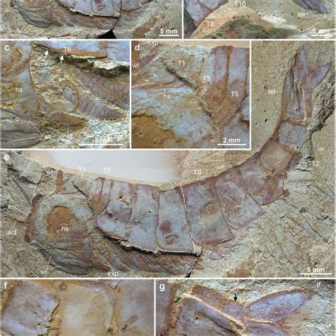 Simplified Phylogeny Of Ecdysozoa Tree Depicts The Stratigraphically