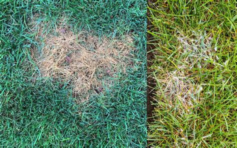 Brown Patch Vs Dollar Spot Whats The Difference
