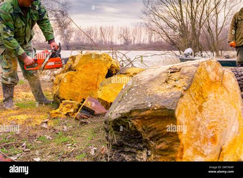 Lumberjack Is Chopping Split Large Tree Trunks Using Professional Chainsaw Slicing Freshly Cut