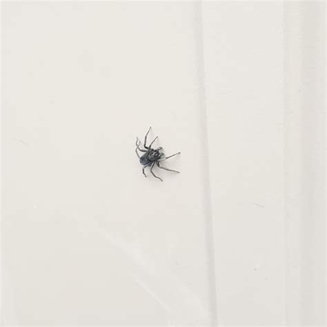 Washington State Spider Identification Rspiders